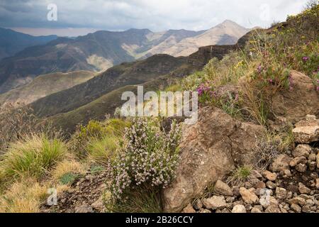 Spring flowers, mountain scenery, Ts'ehlanyane National Park, Lesotho ...