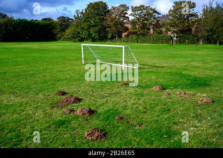 Molehills on football pitch Stock Photo - Alamy
