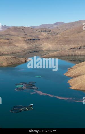 Trout farm in Katse Dam, Lesotho Stock Photo - Alamy