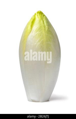 Fresh endive isolated on white background Stock Photo - Alamy