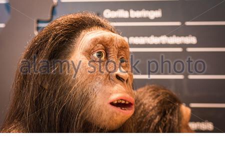 Australopithecus afarensis, the "southern ape," which lived from 3.8 ...