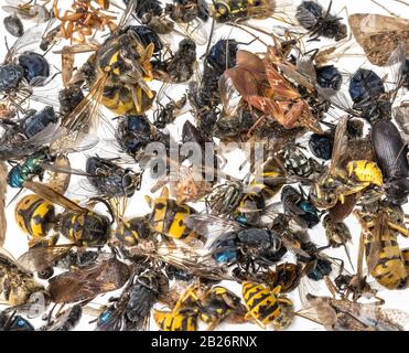 Many different dead insects are in one pile. Isolated on white Stock ...