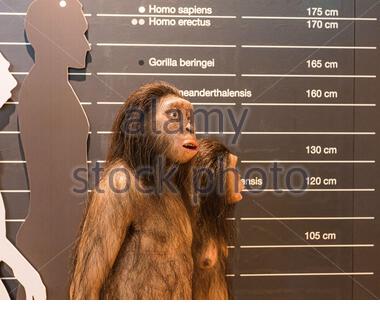 Australopithecus afarensis, the "southern ape," which lived from 3.8 ...