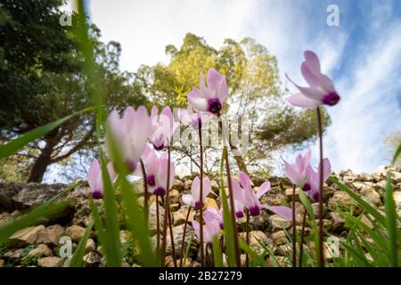 Pink cyclamen flowers, low-angle close-up photo, in early spring mass ...