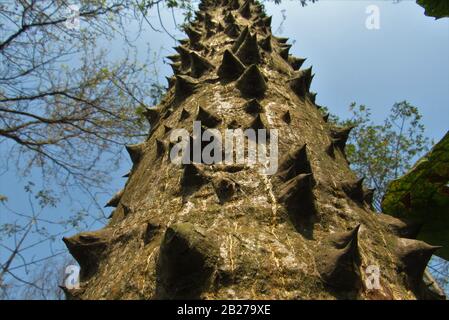 Silk Cotton Semal Tree`s thorny bark or stem ,It is also known as ...
