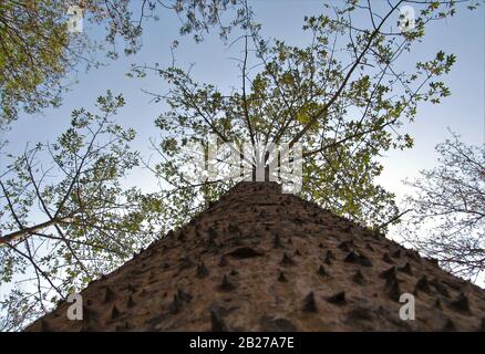 Silk Cotton Semal Tree`s thorny bark or stem ,It is also known as ...