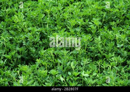 Field with alfalfa / lucerne (Medicago sativa), used as forage for ...