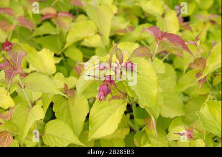 Buntdachblume (Leycesteria formosa GOLDEN LANTERNS Stock Photo - Alamy