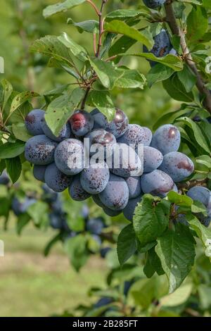 Pflaume (Prunus domestica 'Jojo' Stock Photo - Alamy