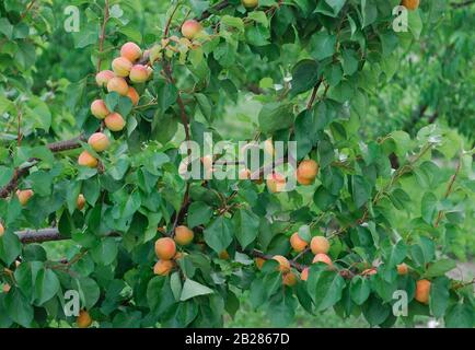 Prunus armeniaca 'Bergeron' Stock Photo - Alamy