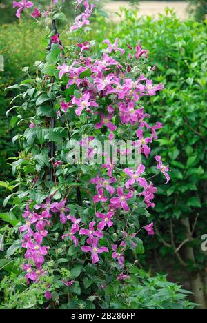 Clematis inspiration, Clematis 'Inspiration' Stock Photo - Alamy