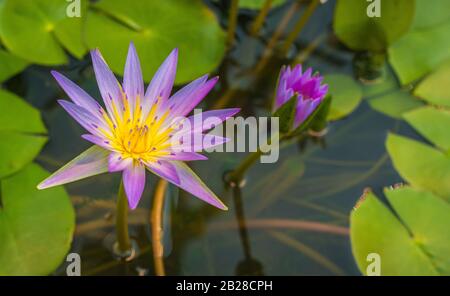 Star lotus (Nymphaea stellata), flower Stock Photo - Alamy