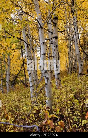White barked quaking aspen trees growing in a group with green leaves ...