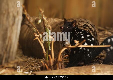 Australian Eastern Quoll or Native Cat Stock Photo - Alamy