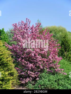 Malus x moerlandsii 'Liset' Stock Photo - Alamy