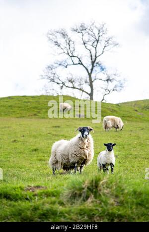 Scottish Highlands sheep throughout the fields Stock Photo - Alamy
