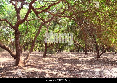 Cashew (Anacardium occidentale) trees on a plantation, cultivation of ...