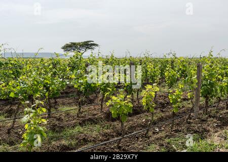 Vineyard near Ziway in Ethiopia, for production of Rift Valley wines ...