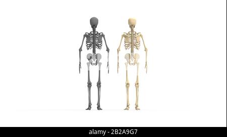 3D illustration of full male skeleton, multiple angles on white ...