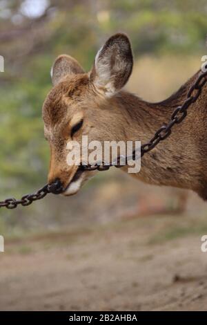 A female is biting the chain Stock Photo - Alamy