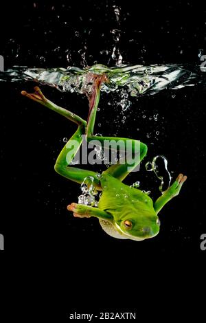 White-lipped tree frog swimming underwater, Indonesia Stock Photo - Alamy