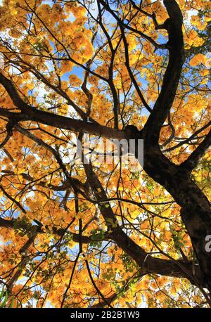 Yellow blossom in spring Tabebuia chrysantha or Araguaney the National ...