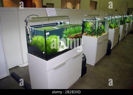 Freshwater aquarium fish contest Stock Photo - Alamy