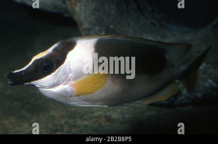 Magnificent rabbitfish, Siganus magnificus Stock Photo - Alamy