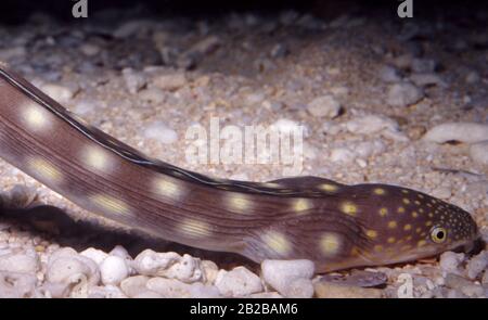 Sharptail moray eel (Myrichthys breviceps) on a sea bed. This fish ...