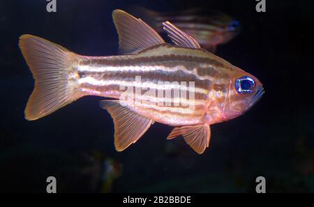 Ochre-striped cardinalfish, Apogon compressus Stock Photo - Alamy