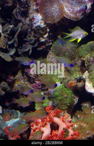 Bluestreak or threadfin cardinalfish, Apogon leptacanthus Stock Photo ...
