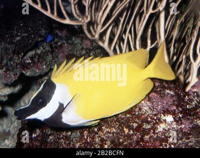 Fox face rabbitfish, Siganus (Lo) vulpinus Stock Photo - Alamy
