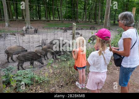 The Roumare Forest in Val-de-la-Haye (Normandy, northern France Stock ...