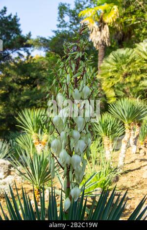 Yucca Gloriosa evergreen succulent cactus shrub also called Spanish ...