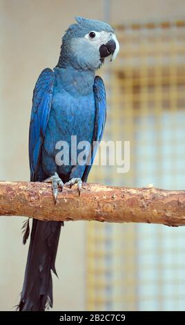 Parrot blue Spix's macaw close up sitting on the tree isolated on white ...