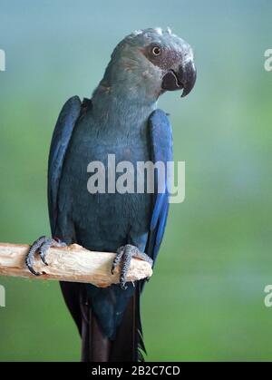 Parrot blue Spix's macaw close up sitting on the tree isolated on white ...