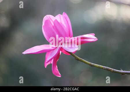 Magnolia flower against bokeh background Stock Photo - Alamy