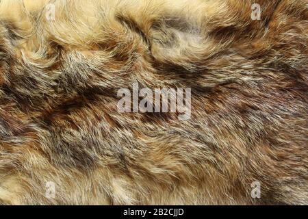 The picture shows a piece of a fox fur Stock Photo - Alamy
