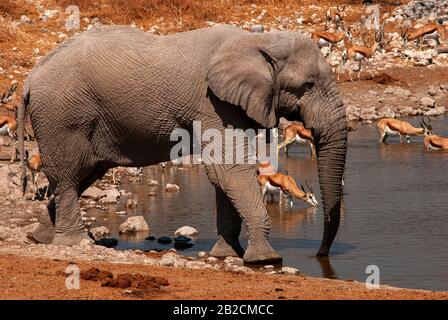 Elephant and springboks drinking at Okaukuejo waterhole, Etosha ...