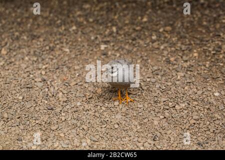 Chinese dwarf quails peck in the ground Stock Photo - Alamy