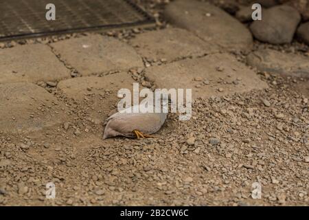 Chinese dwarf quails peck in the ground Stock Photo - Alamy