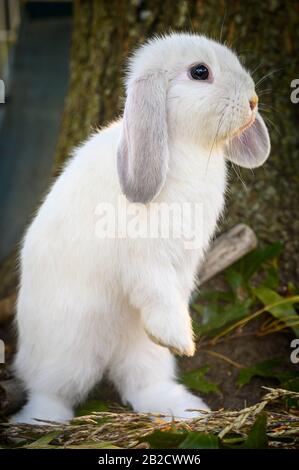 A white Holland lop rabbit stands on a ground Stock Photo - Alamy