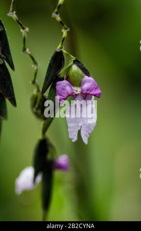 Fire Flag Flowers - Drops of Lavendar - Shaped like a bow Stock Photo ...