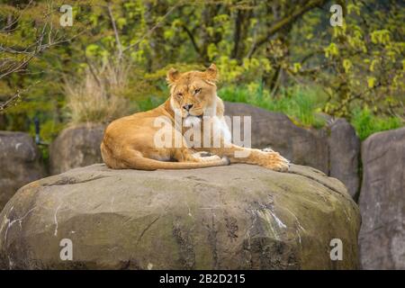 Female lion lying on rock, resting Stock Photo - Alamy