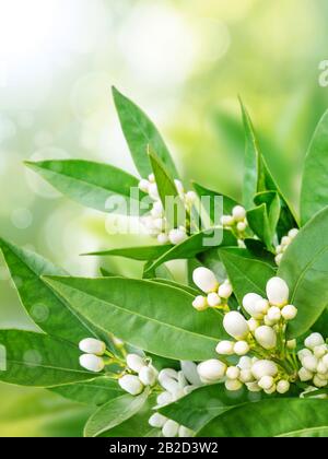 Essential oil of orange on a yellow background. Selective focus. Spa ...