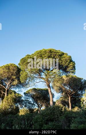 "El Portil lagoon" Natural Reserve, Punta Umbria, Huelva-province ...