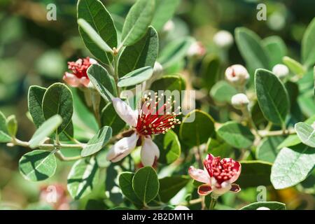 Acca sellowiana is a species of flowering plant in the myrtle family ...