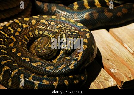 The Pythonidae, commonly known simply as pythons, are a family of ...
