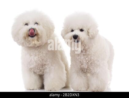 Bichon Frise licking its nose Stock Photo - Alamy