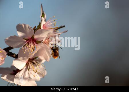Honey bee perched on an almond tree flower in Madrid Stock Photo - Alamy